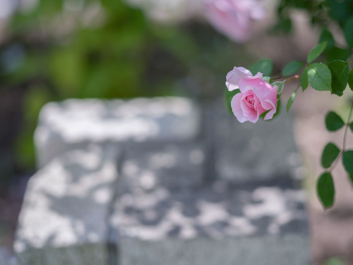 ＊2023/06/01 Rose collection ♡ 04 | GANREF