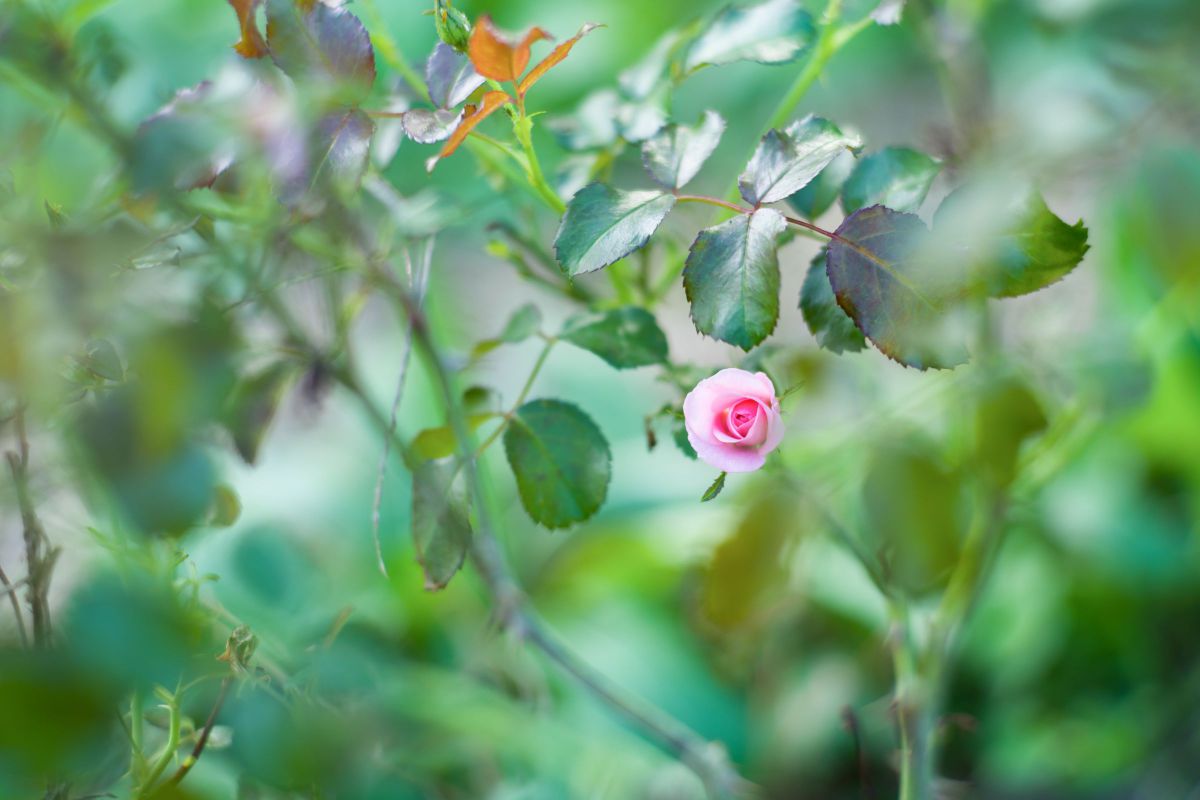 ＊2023/09/29 Rose collection ♡ 19 | GANREF