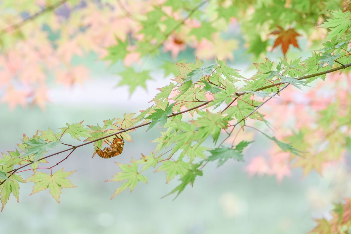 2024/08/10 空蝉・・・♥ | GANREF