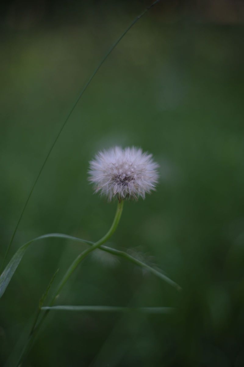 タンポポ | GANREF