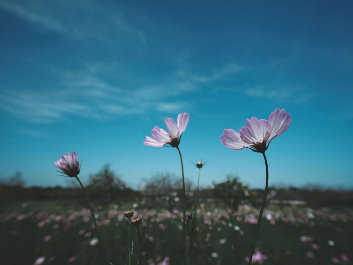 コスモスの丘 | GANREF