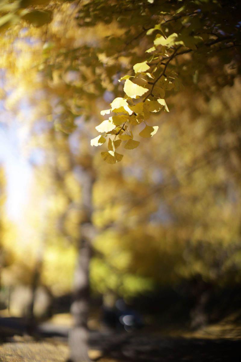 銀杏ボケ | GANREF