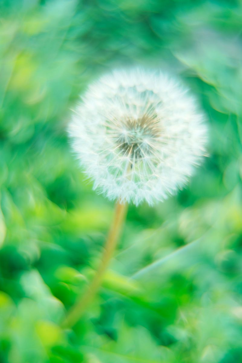 dandelion fluff | GANREF