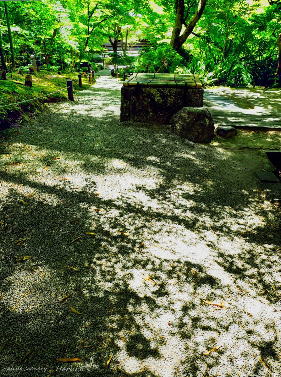 shadow patterns of leaves | GANREF