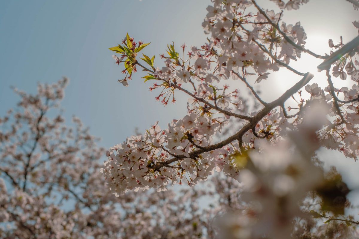 今、咲き誇れ！ | GANREF