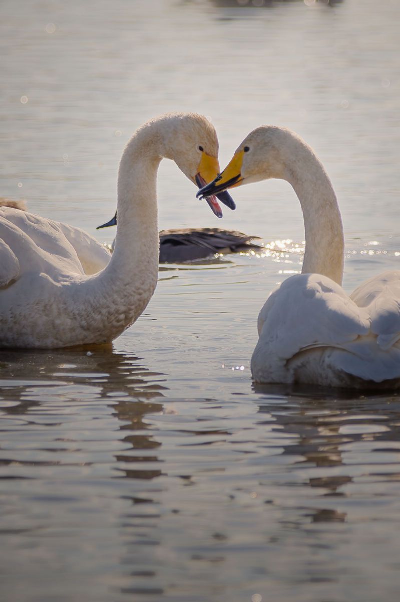 寄り添う心 | GANREF