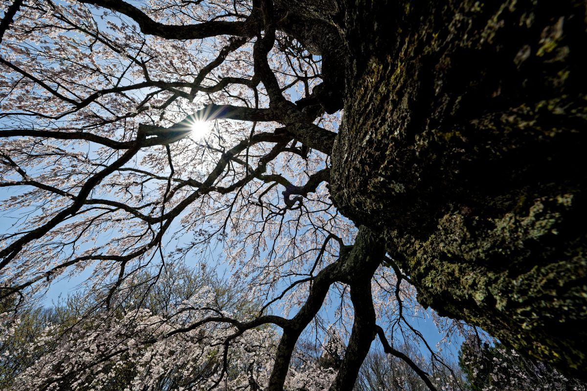 力強き桜 | GANREF