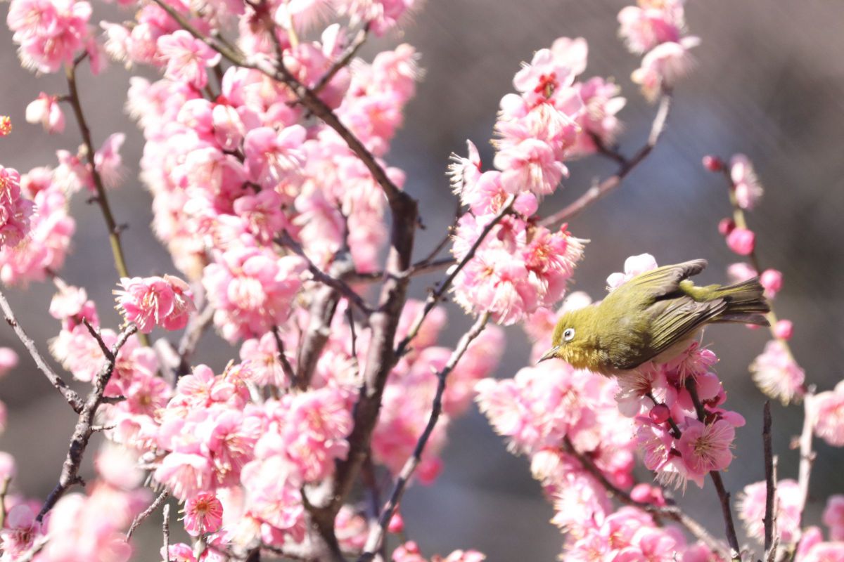 次はあそこだ！ | GANREF