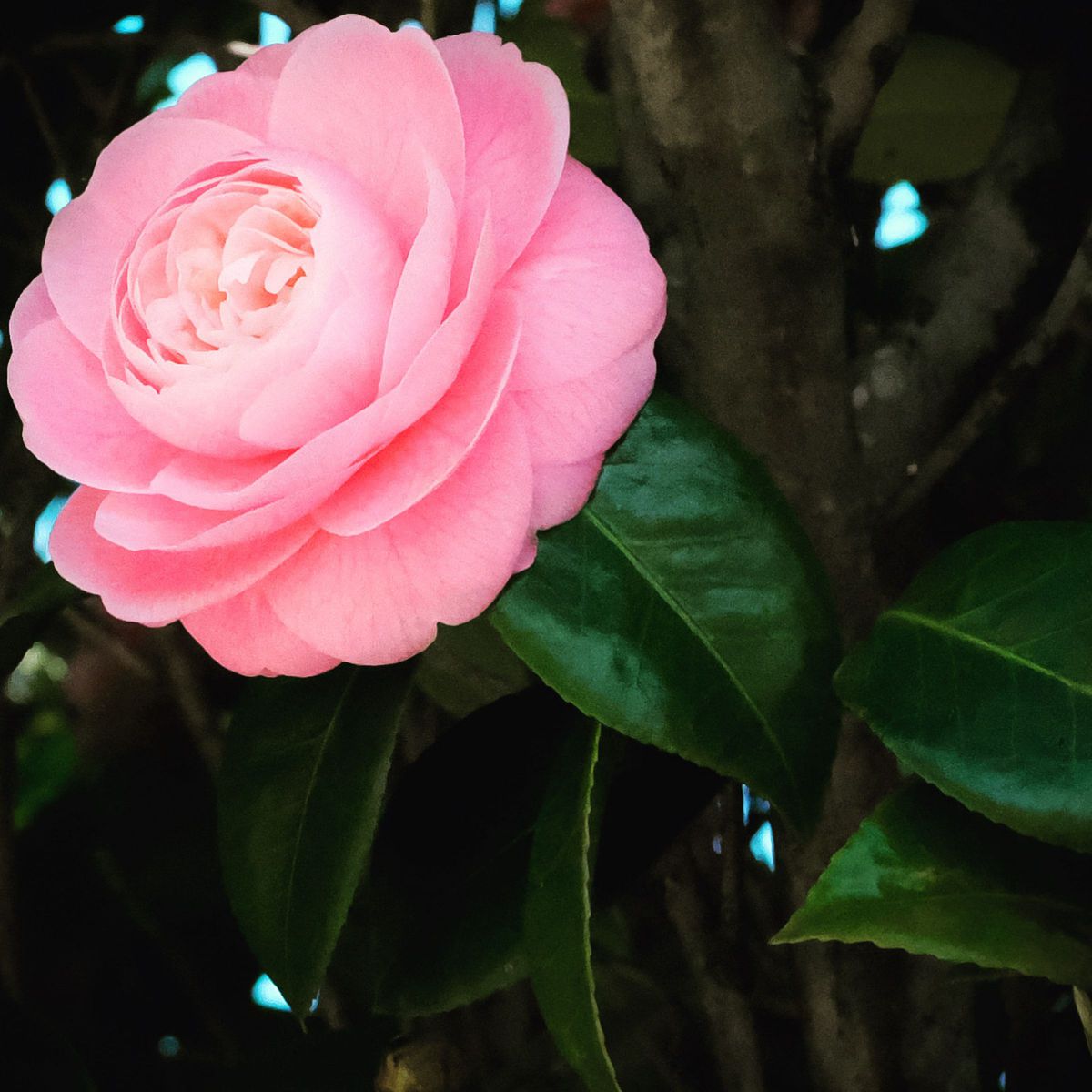 pink pink botan | GANREF