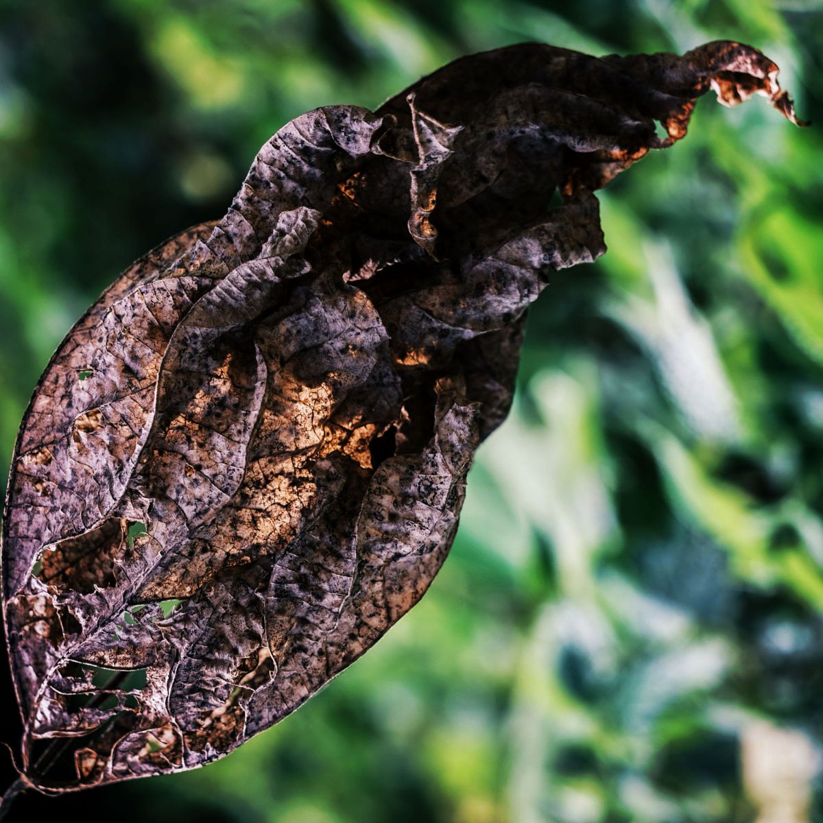 Dead leaf demon | GANREF