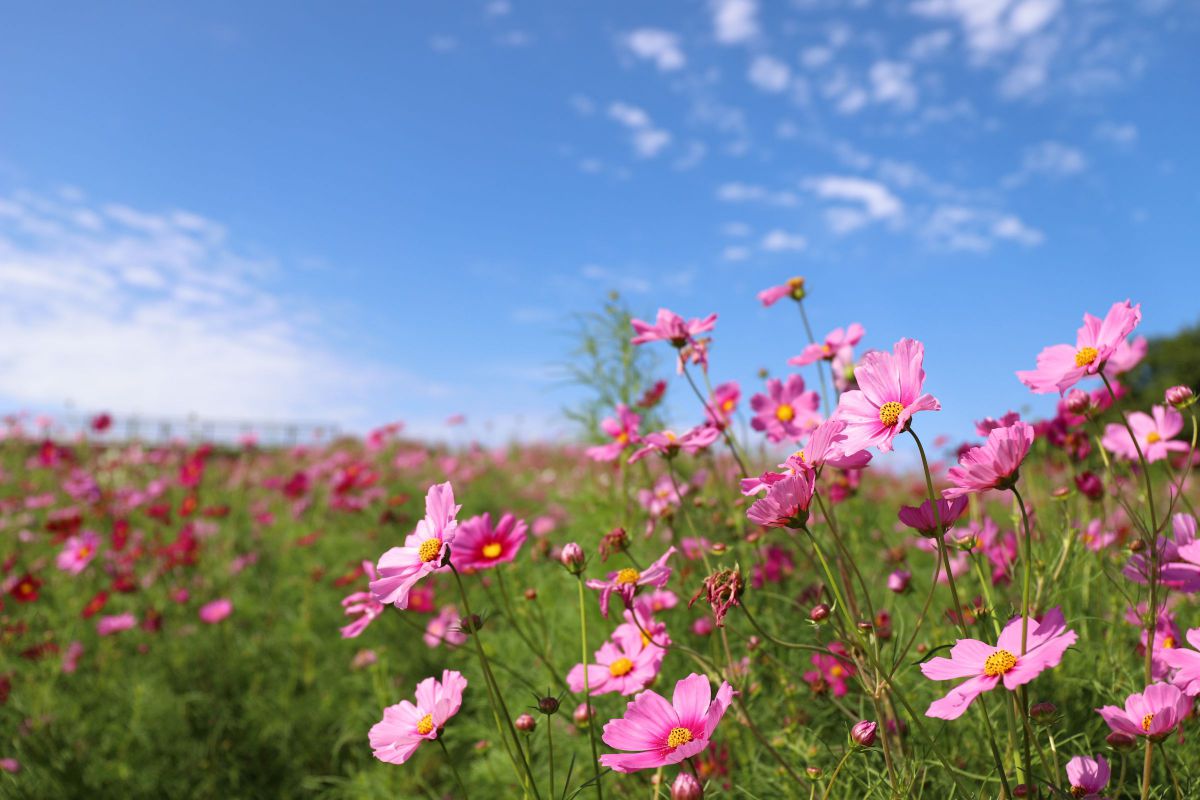 秋桜2025海の中道海浜公園 | GANREF