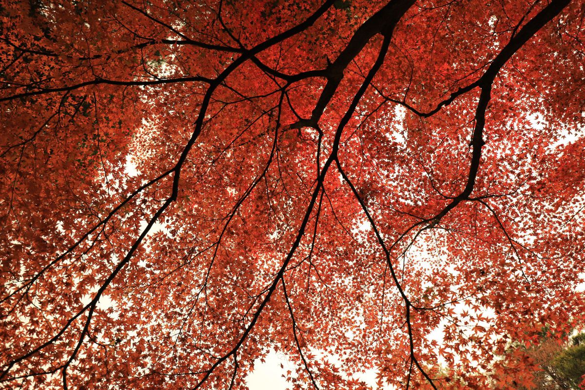 散り散りなる紅 | GANREF