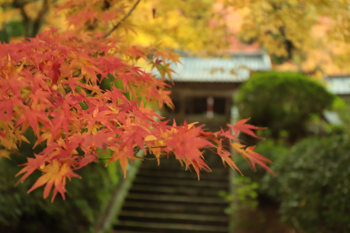 お寺の紅葉 | GANREF