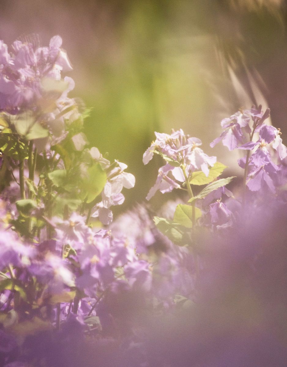 IMGP7841.jpeg | GANREF