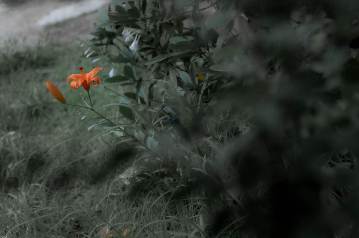 2020.06.15-01 | GANREF