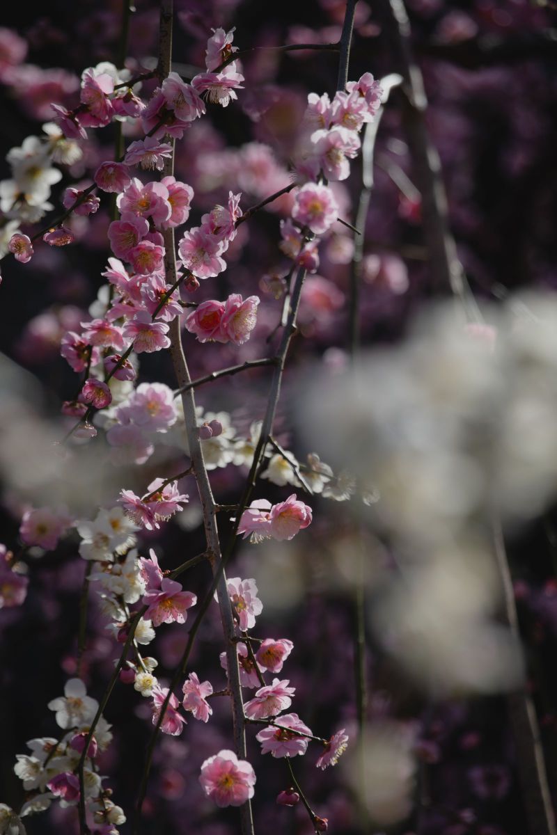 2025しだれ梅 02 | GANREF