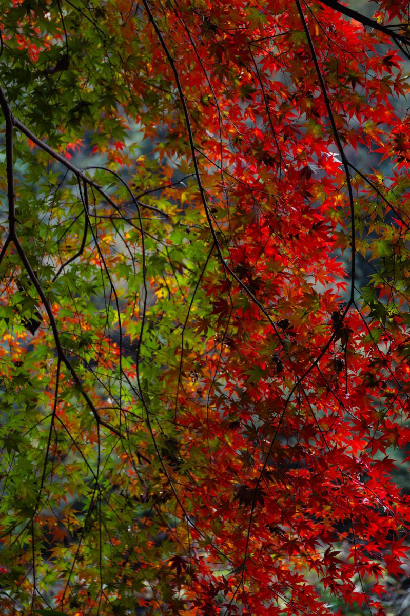 2024紅葉 05 | GANREF