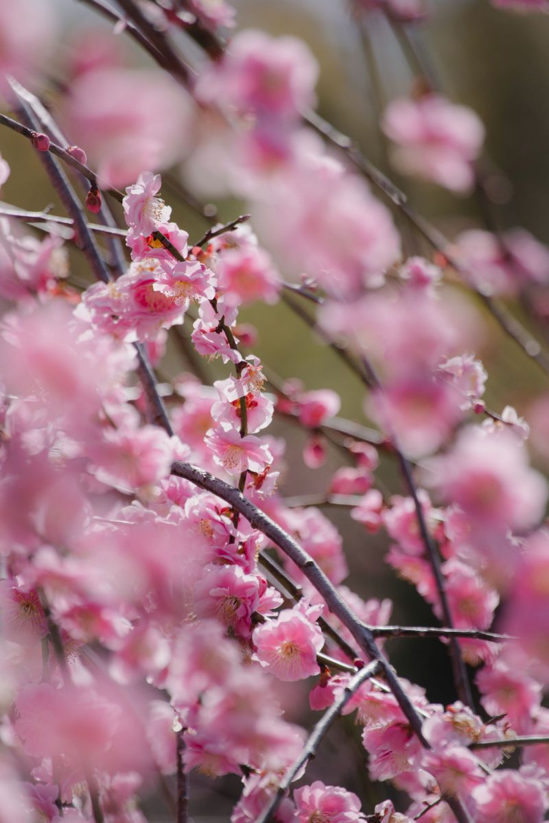 2025しだれ梅 01 | GANREF