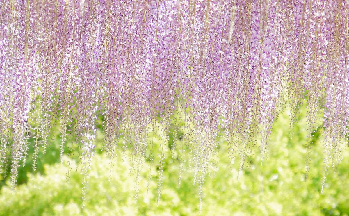 spring breeze | GANREF