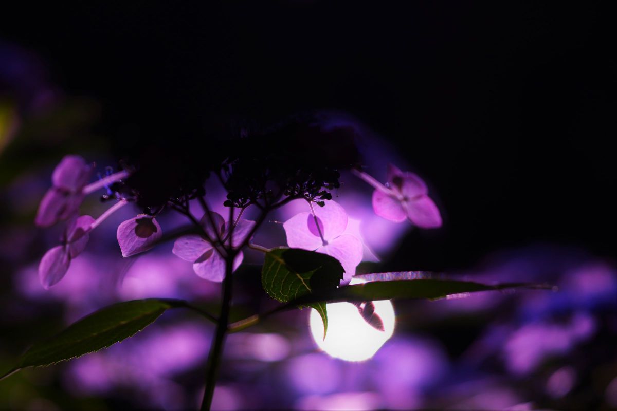 ajisai light up | GANREF