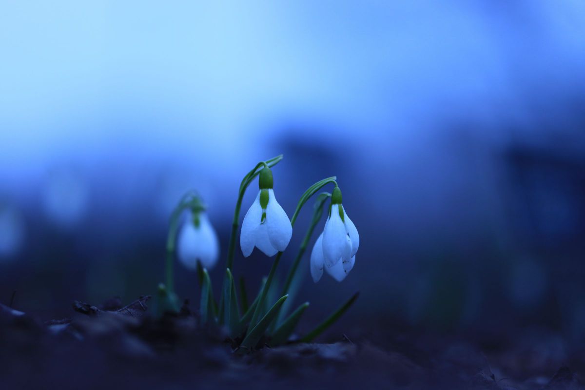 snow drop | GANREF