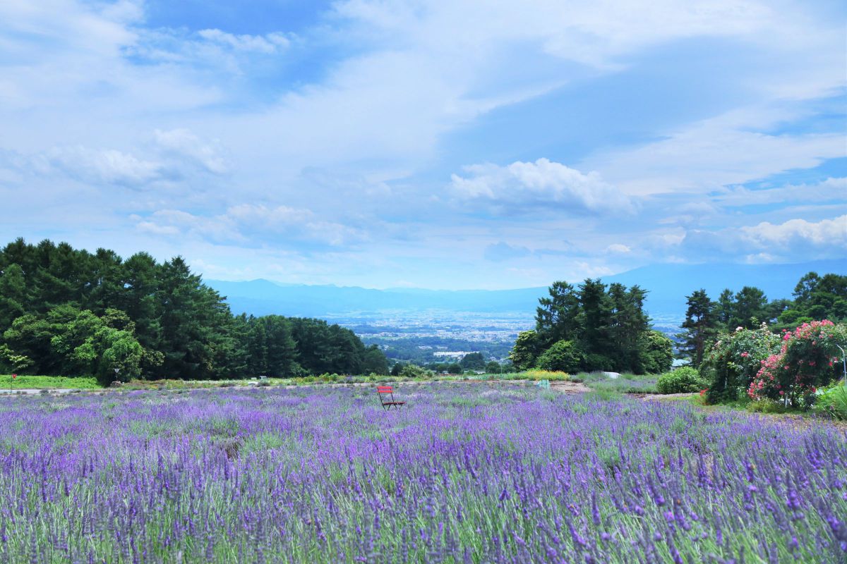 lavender chair | GANREF