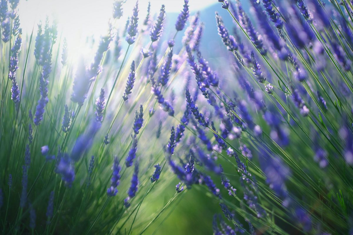 lavender | GANREF