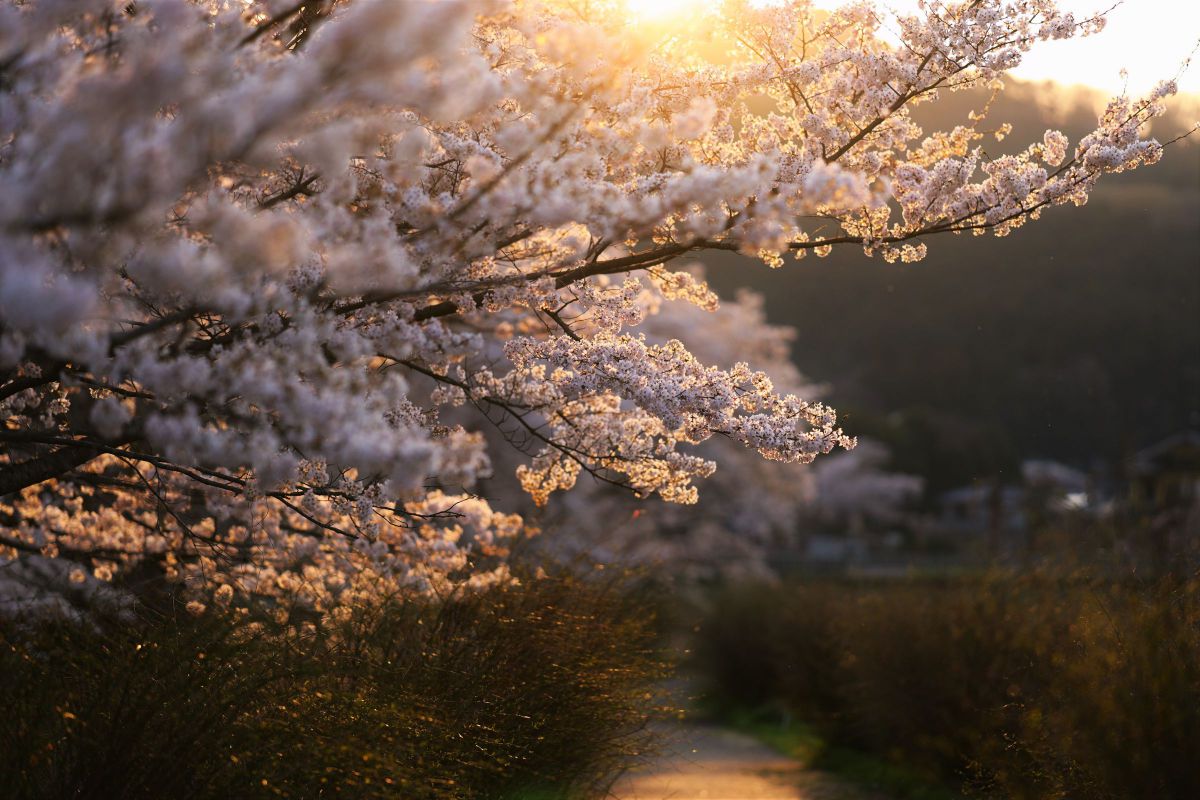 sakura sunset | GANREF