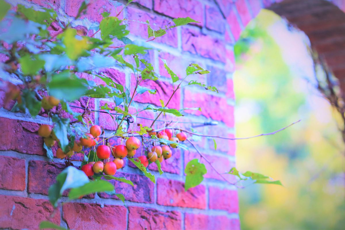 princess apple | GANREF