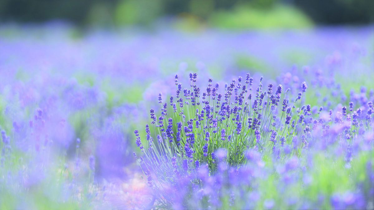 lavender | GANREF