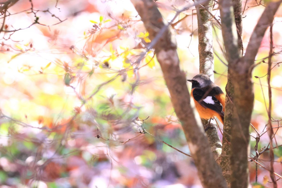 ジョウビタキ～赤城自然園2-a | GANREF