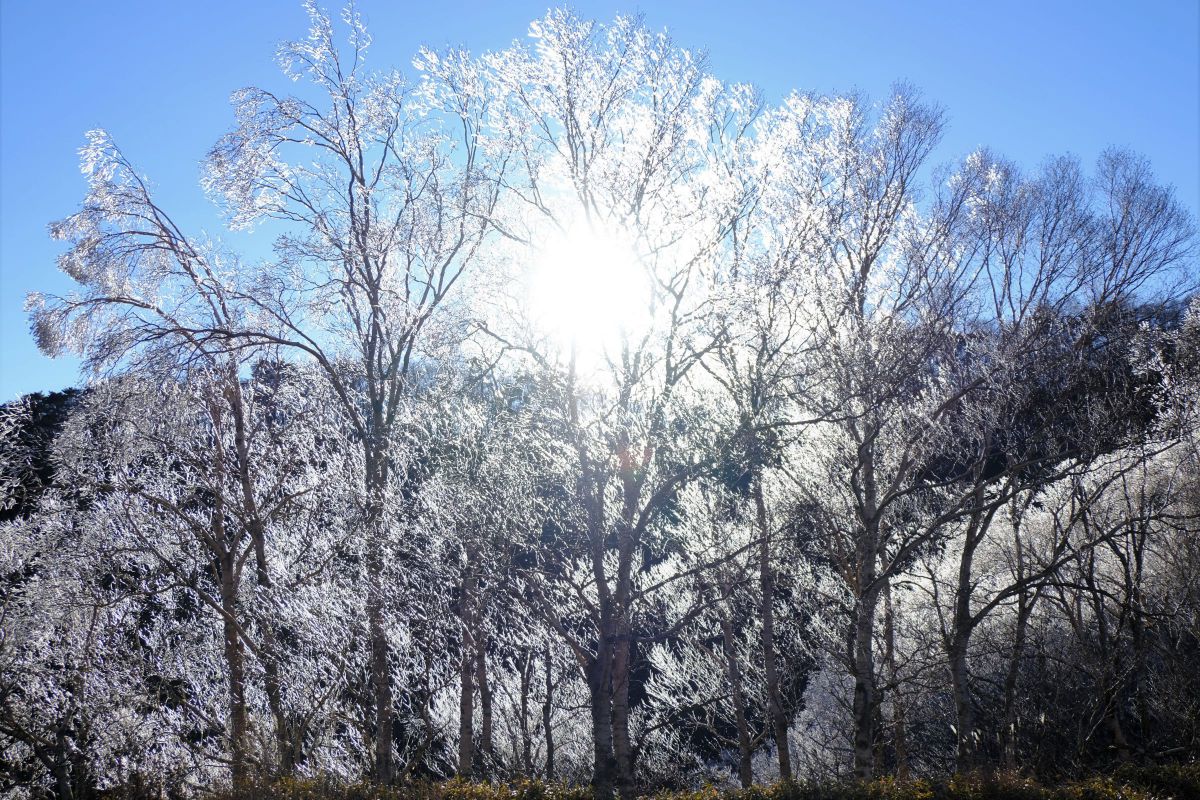 ice tree ～白樺樹氷 | GANREF