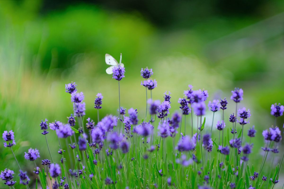 lavender cho | GANREF