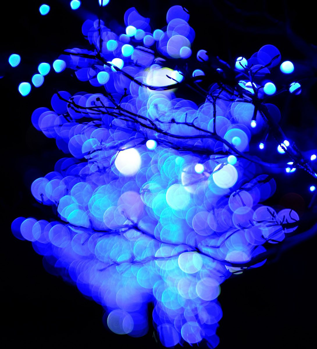 light tree | GANREF