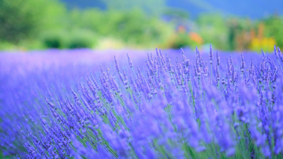 lavender | GANREF