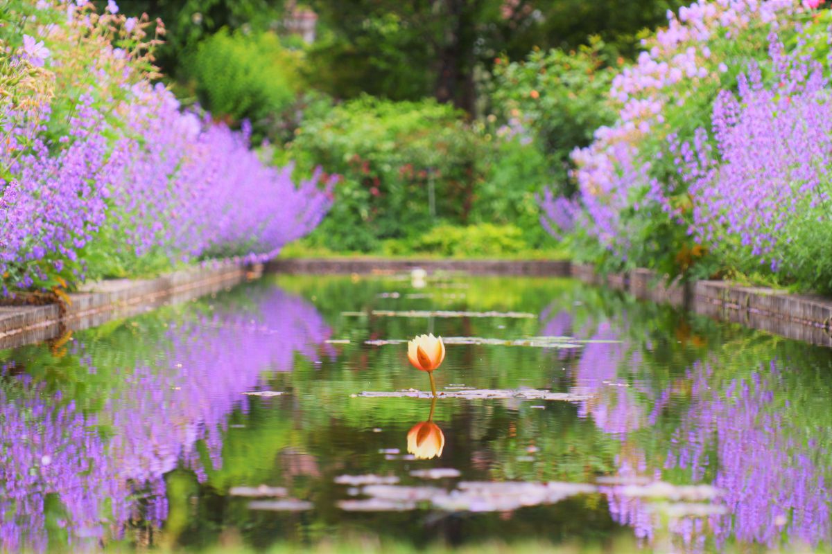 lavender suiren | GANREF