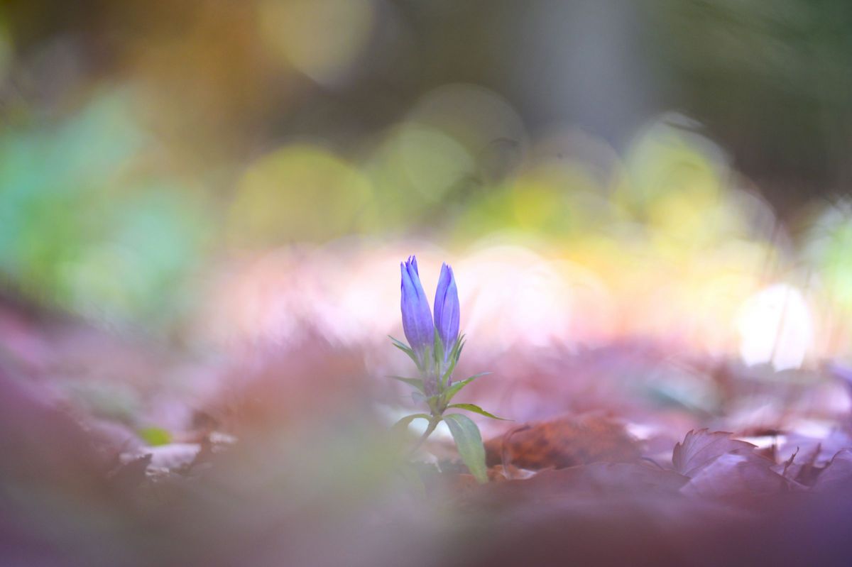 リンドウ～赤城自然園2-8 | GANREF