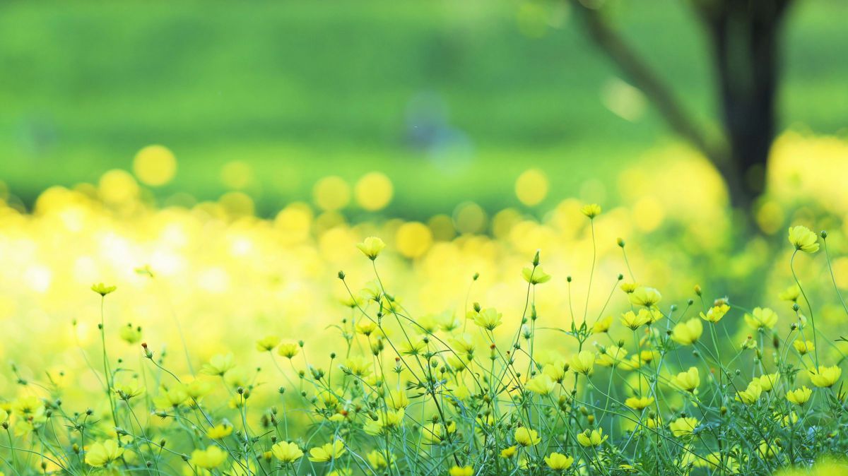 Lemon bright | GANREF