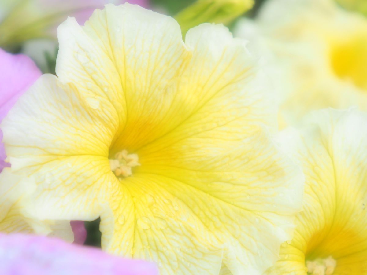 ☆Dream☆ | GANREF