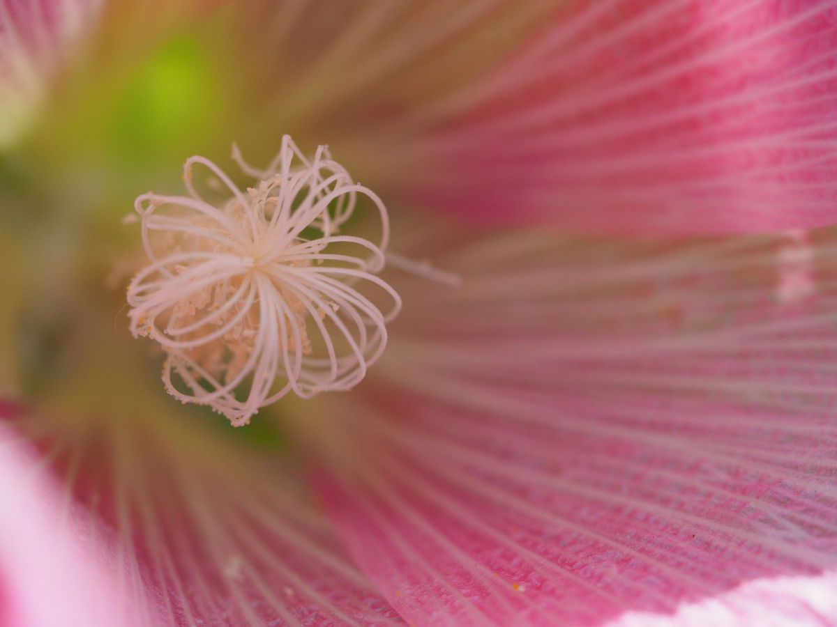 タチアオイ | GANREF