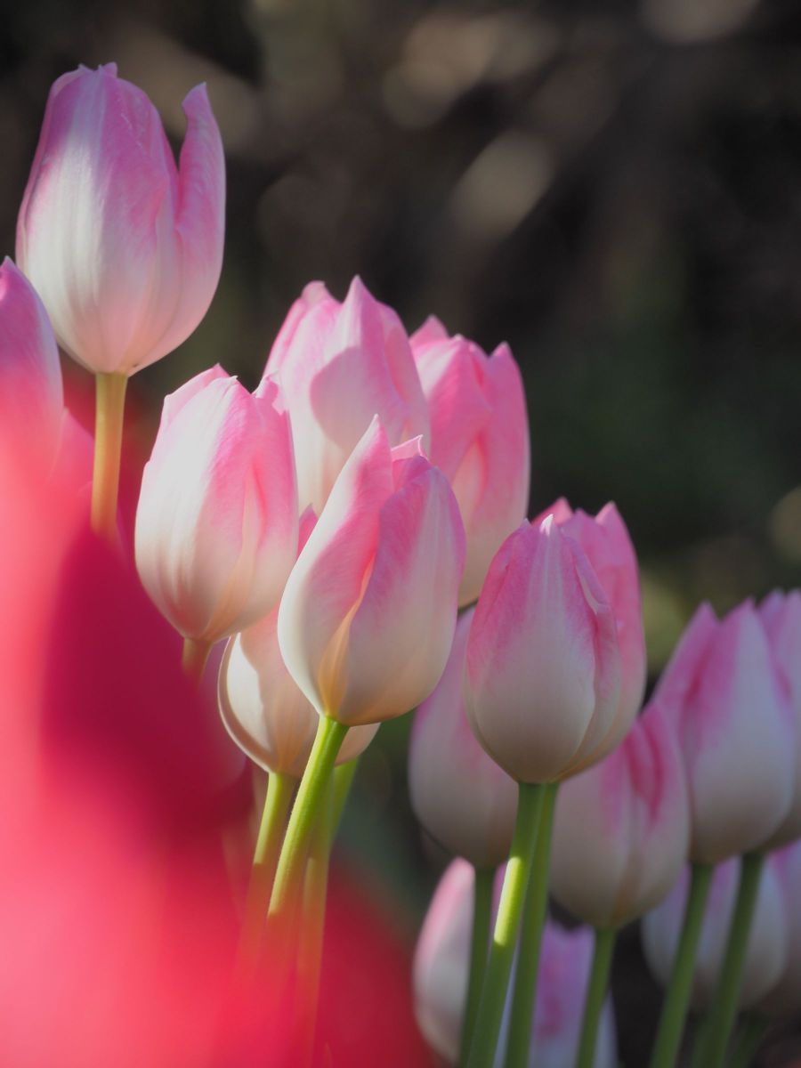 チューリップ | GANREF