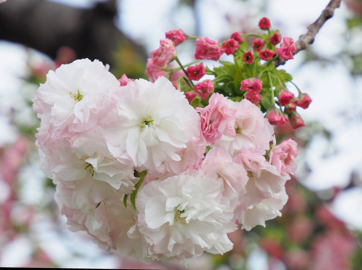 🌸蕾と共に | GANREF