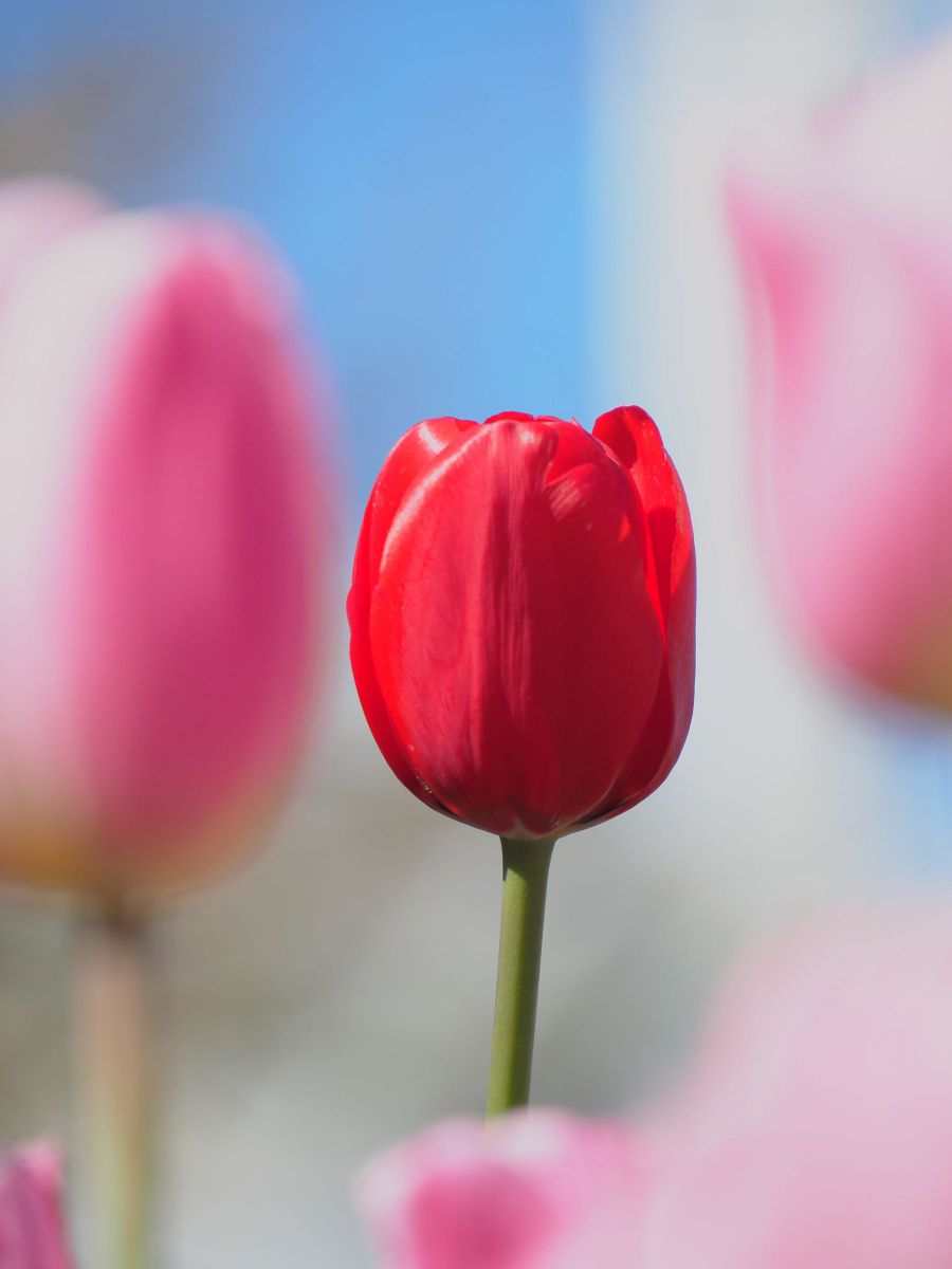 赤いチューリップ | GANREF
