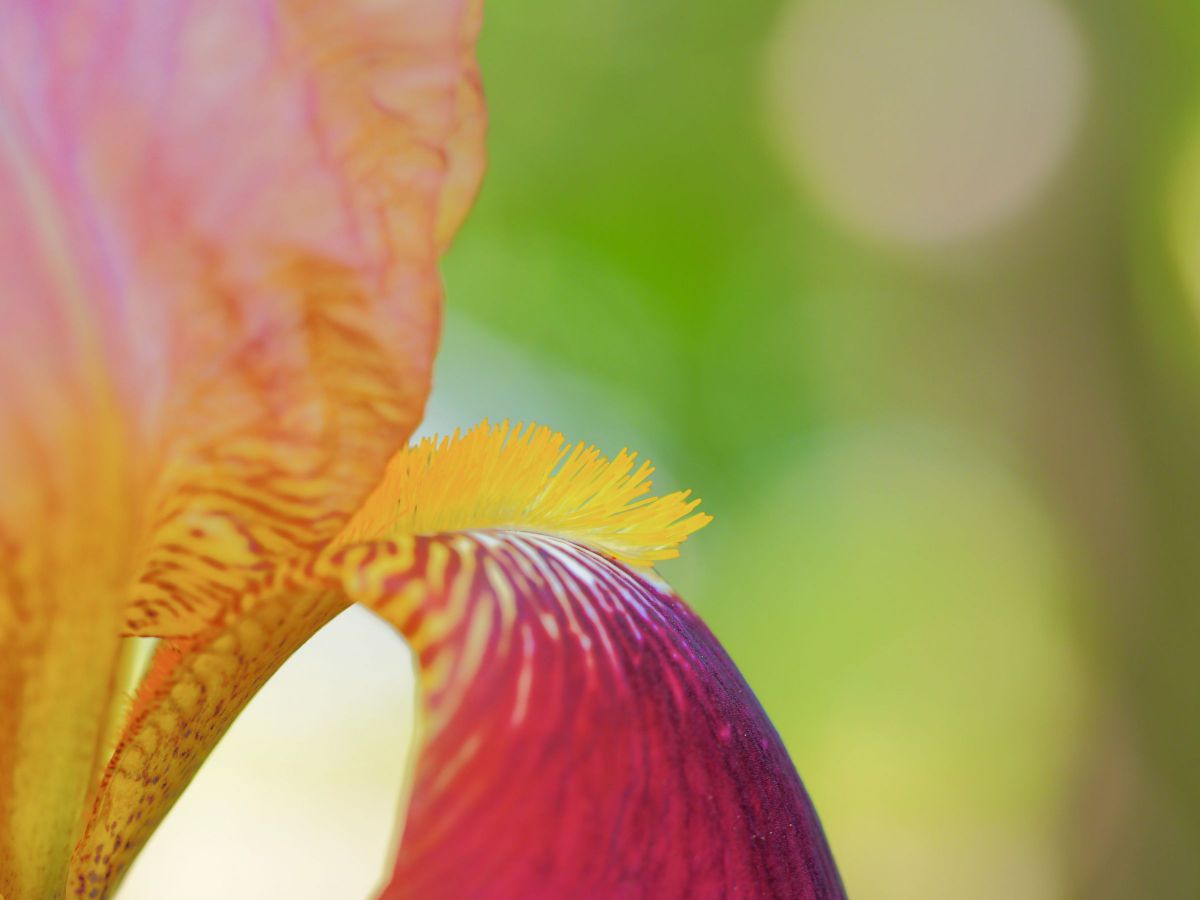 Spring flower bed 39 | GANREF