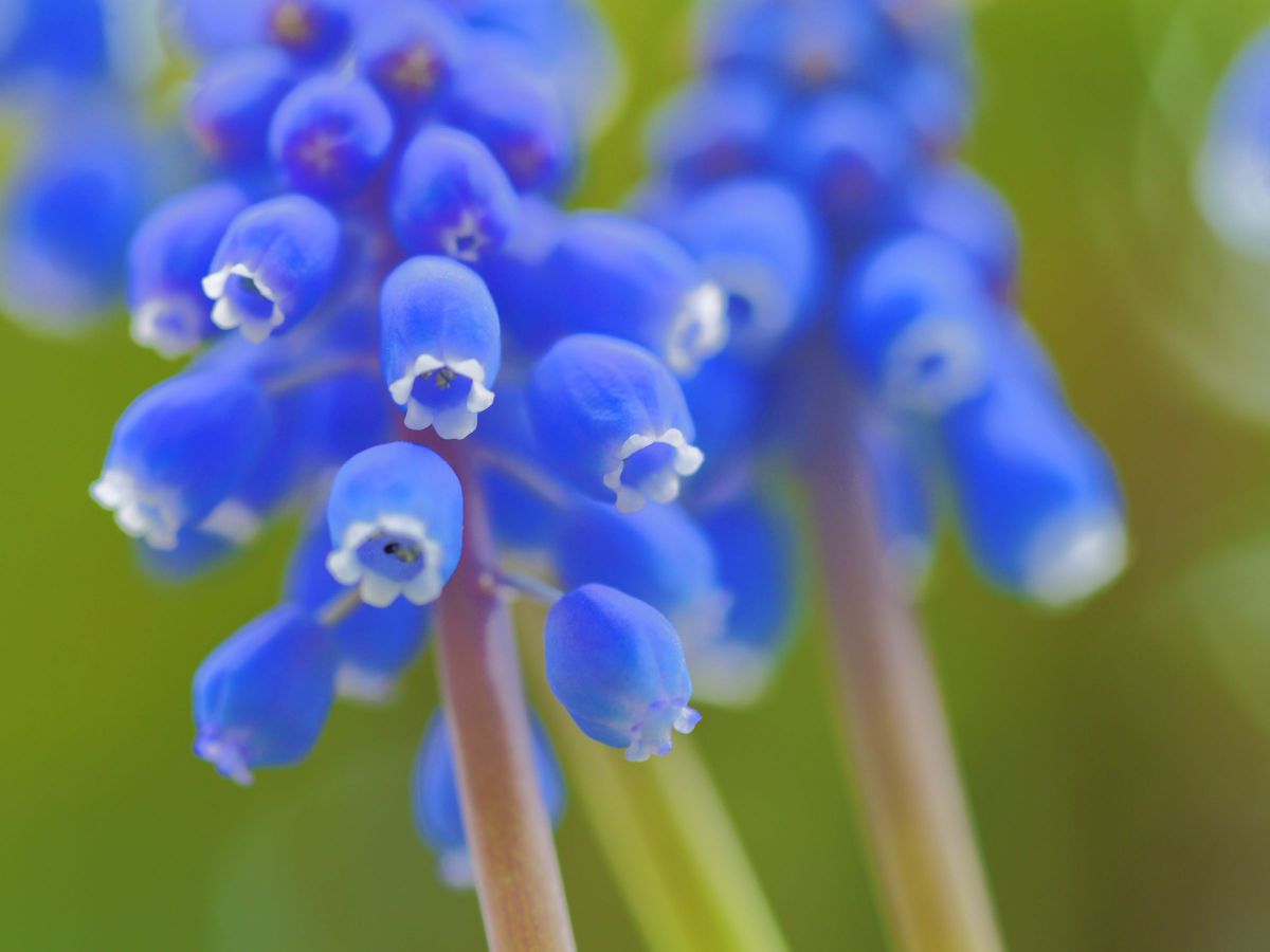 Spring flower bed 58 | GANREF