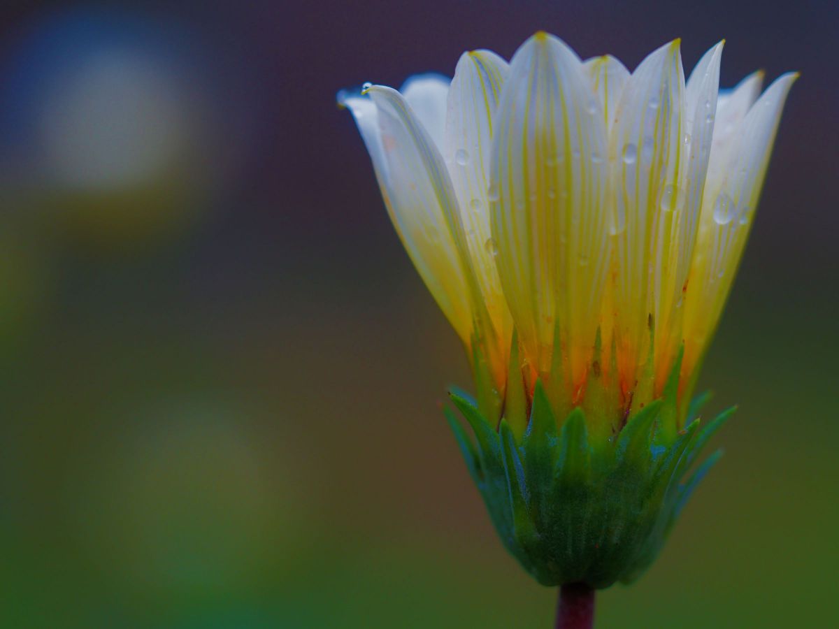 Rainy Day Flowers | GANREF