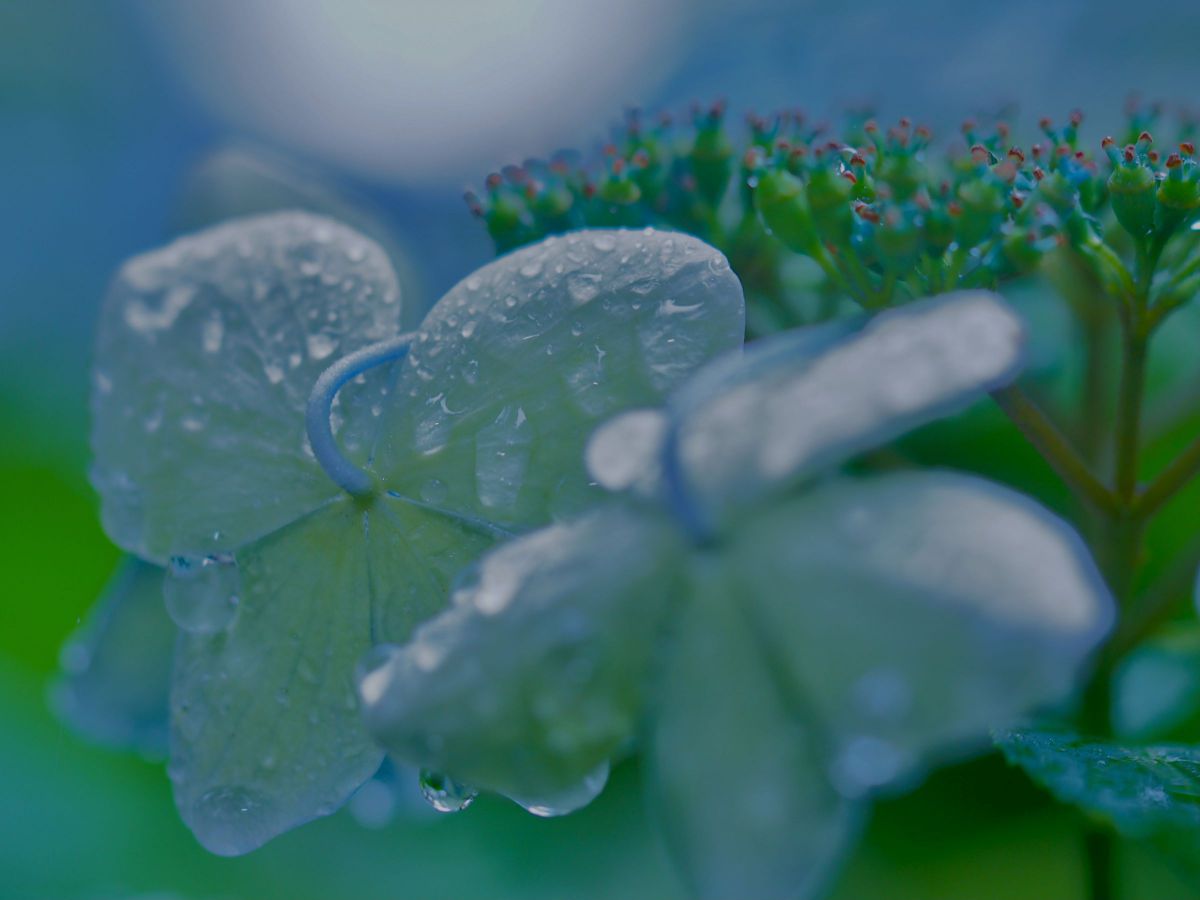 Rainy season hydrangea | GANREF