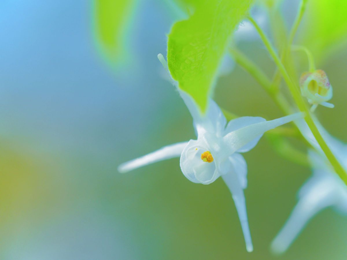 Never let go | GANREF