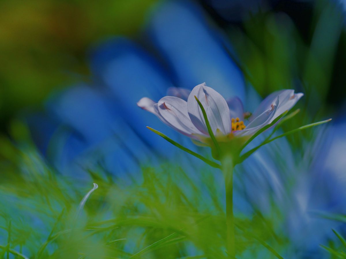 白い純潔 | GANREF