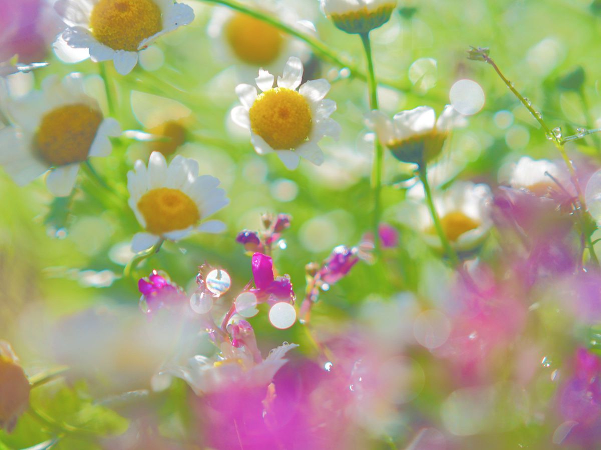 Morning after the rain | GANREF